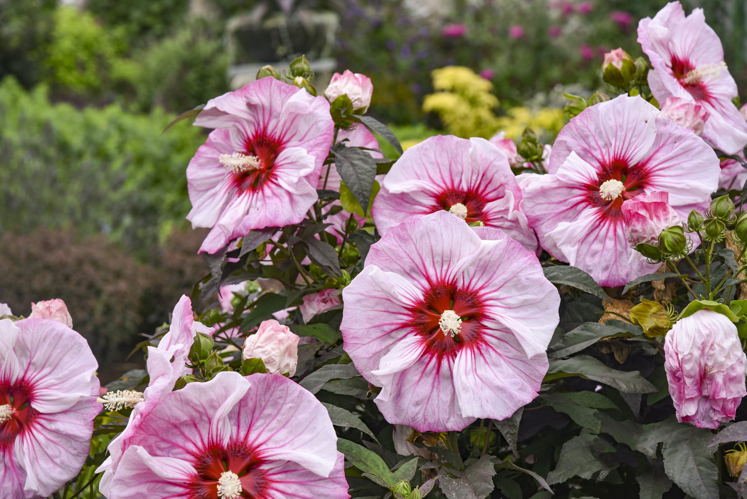 perennials sun hibiscus pw - Lakeview Nurseries