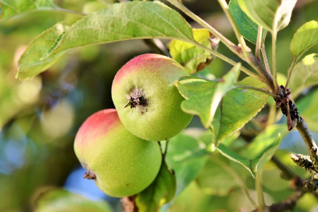 Embrace the Joy of a Backyard Orchard: BOGO Fruit Tree Promotion for ...